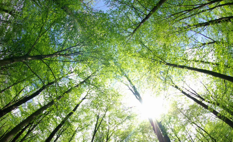Pourquoi choisir un emballage durable